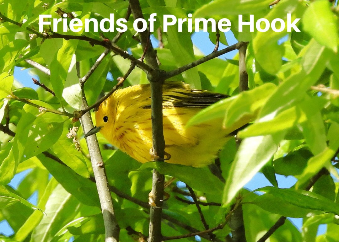 Second Saturday Bird Saunter | Visit Southern Delaware