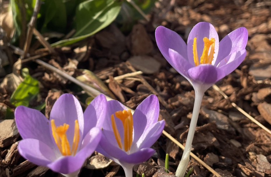 Early Spring Bulb Tour | Visit Southern Delaware