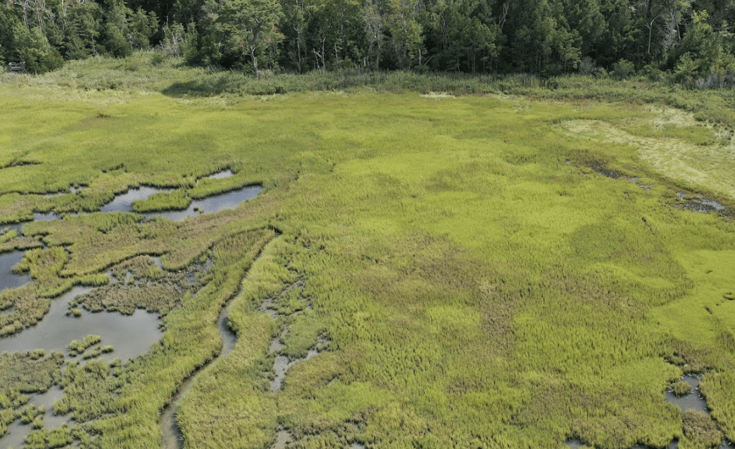Explore an Estuary | Visit Southern Delaware