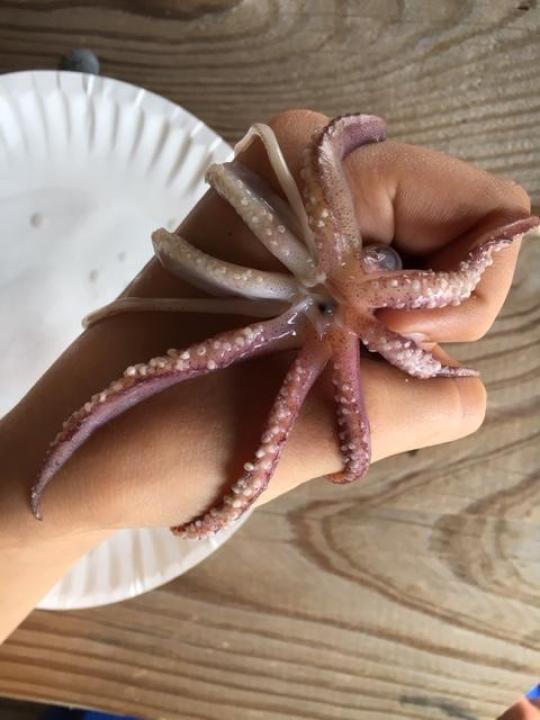 Squid Dissection Pen