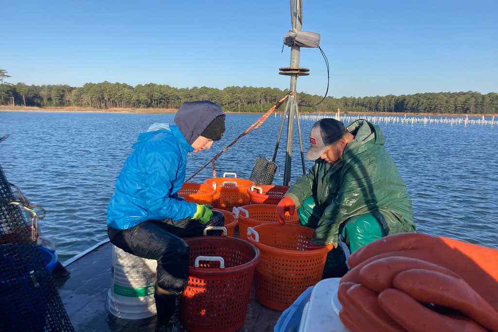 Fresh Local Oysters | Visit Southern Delaware